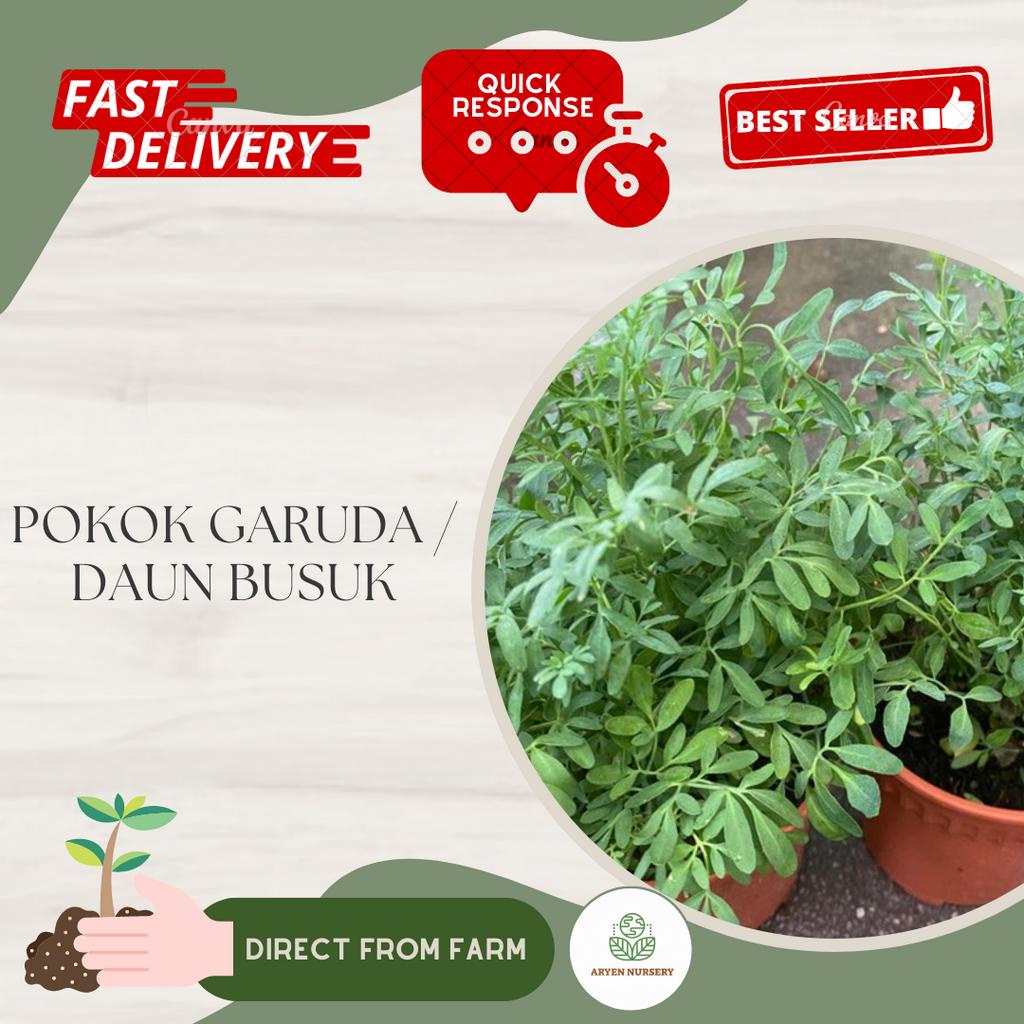 Aryen Nursery || Pokok Garuda / Pokok Daun Busuk / Ruta Graveolens ...