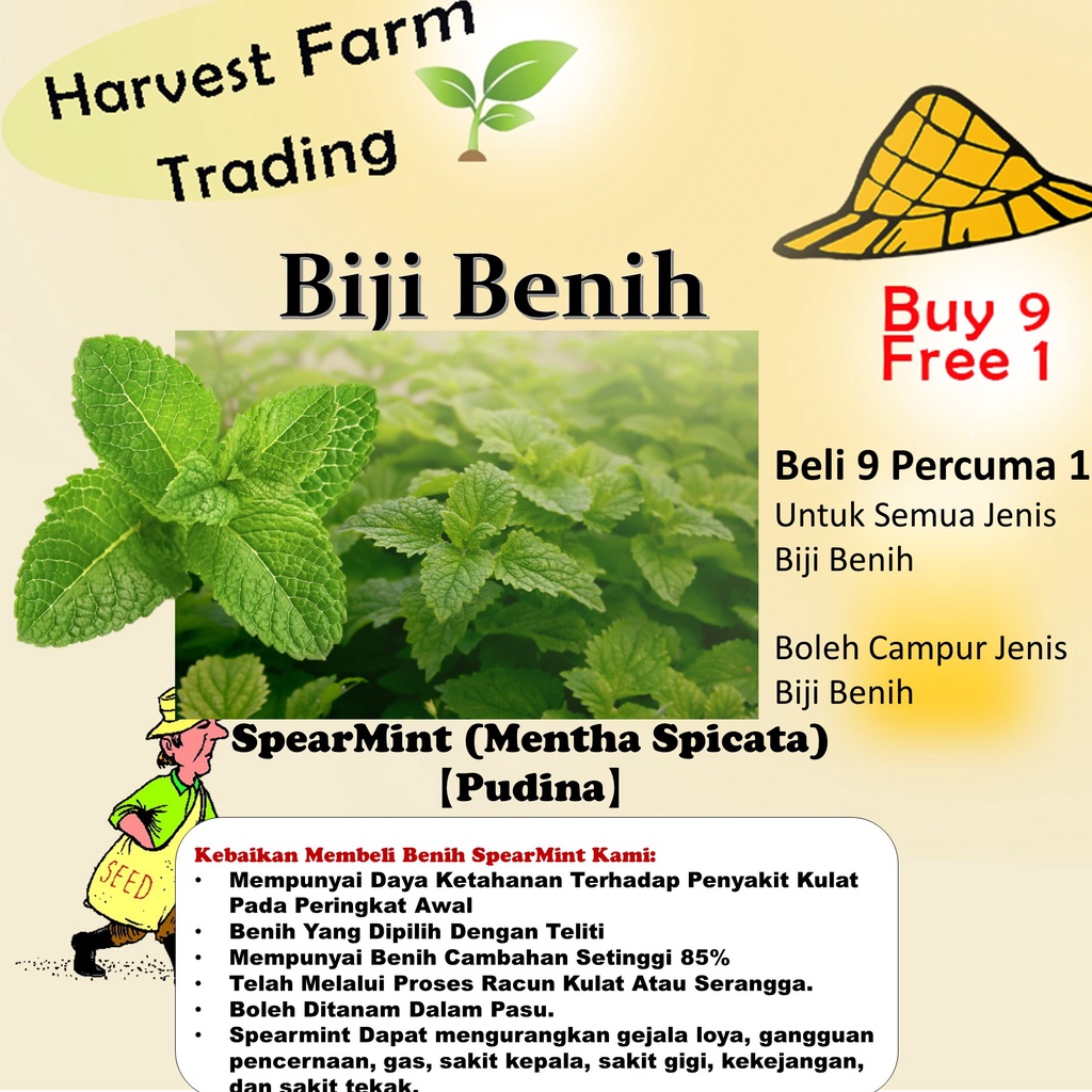 Spearmint Seeds 100Pcs- Biji Benih Pudina Herb Seeds Benih Daun Pudina ...