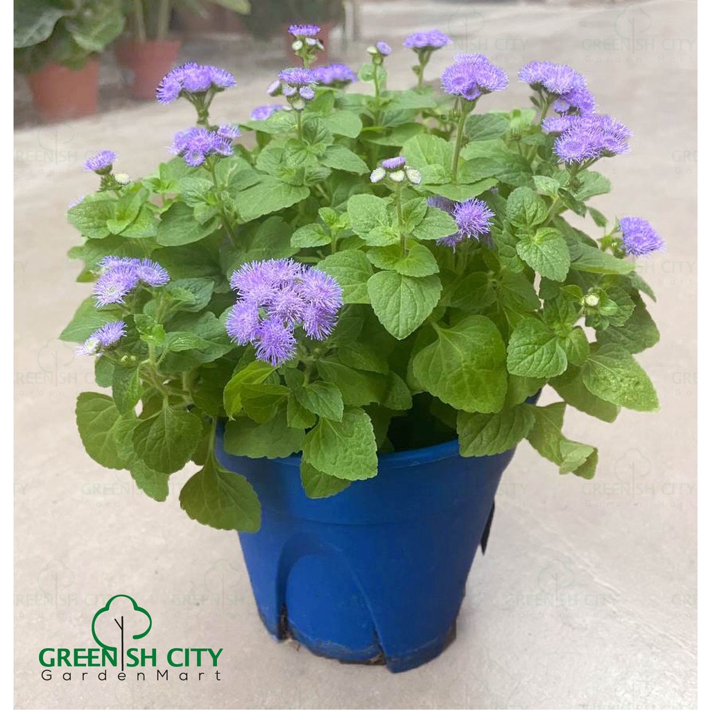 GNC - Ageratum Purple Floss Flower Live Plant Pokok Bunga Hiasan 勿忘我花 ...