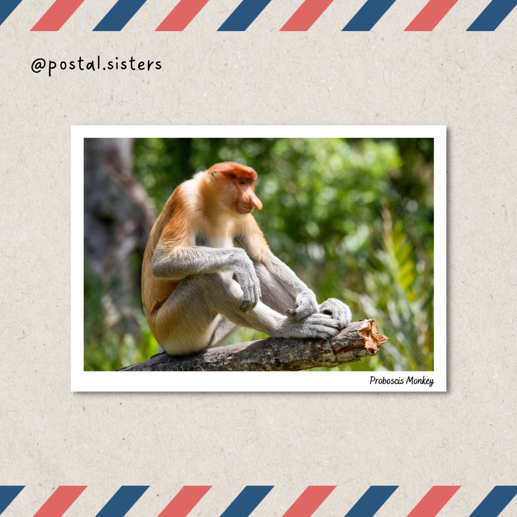 Postcard Malaysia Proboscis Monkey A6 Post Card | Malaysia Wildlife ...