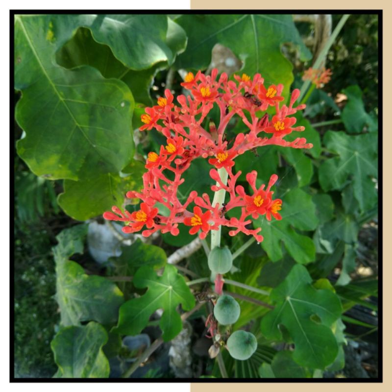 Jarak bunting | Jatropha podagrica | Budha Belly (Anak Pokok) | Shopee ...