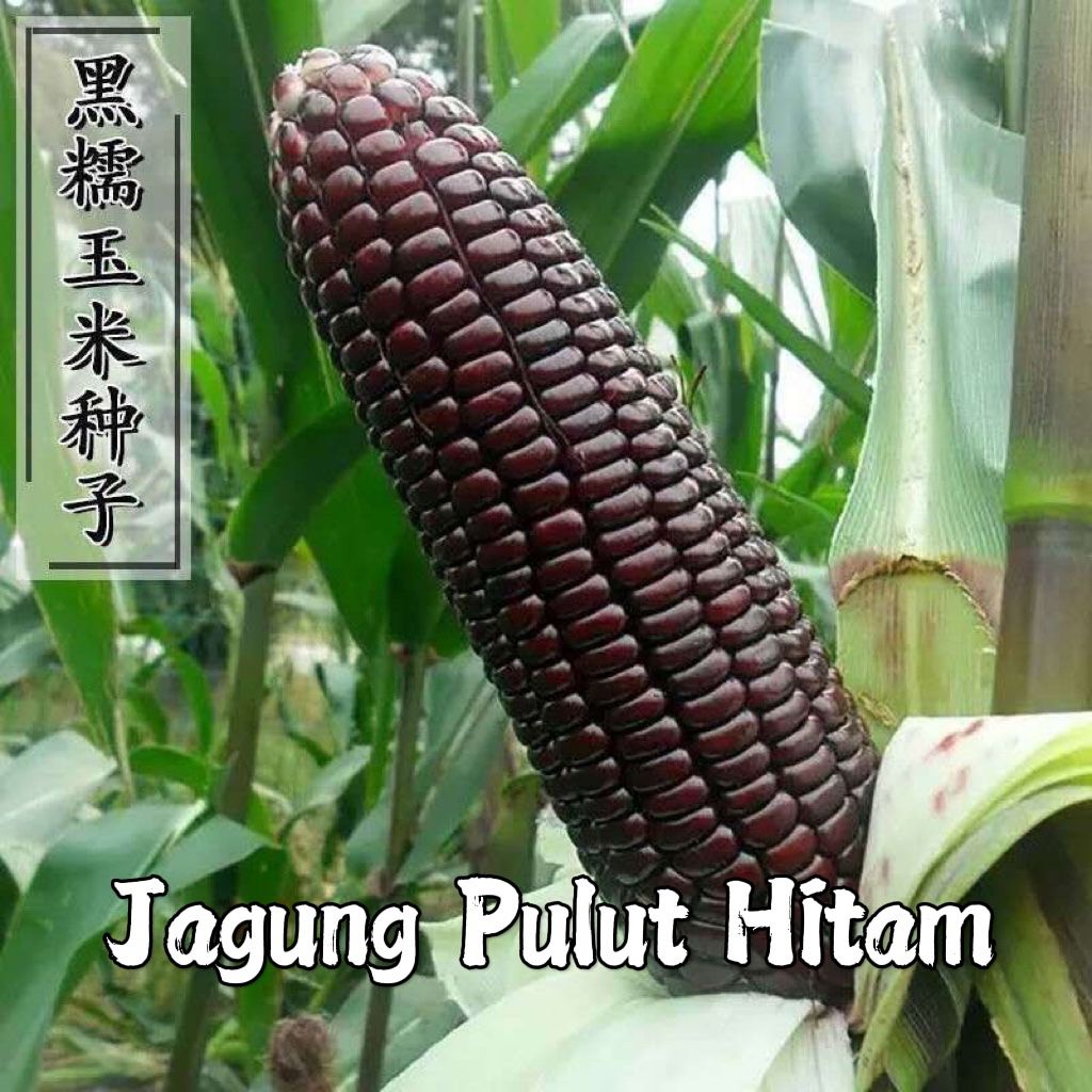 Biji Bernih Jagung Pulut Hitam (15 Seeds)/黑糯玉米籽/Sweet Glutinous Black ...