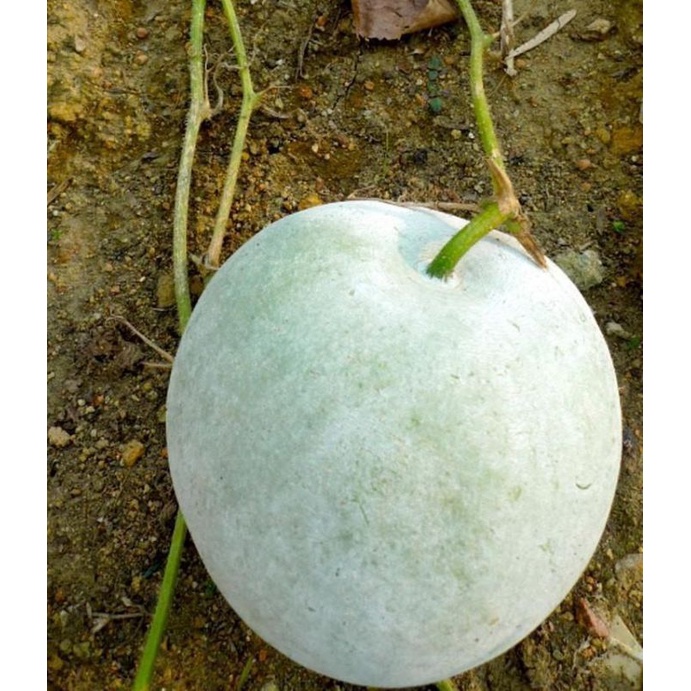 5 biji benih Round shape winter melon (Kundur bulat) round wax gourd ...