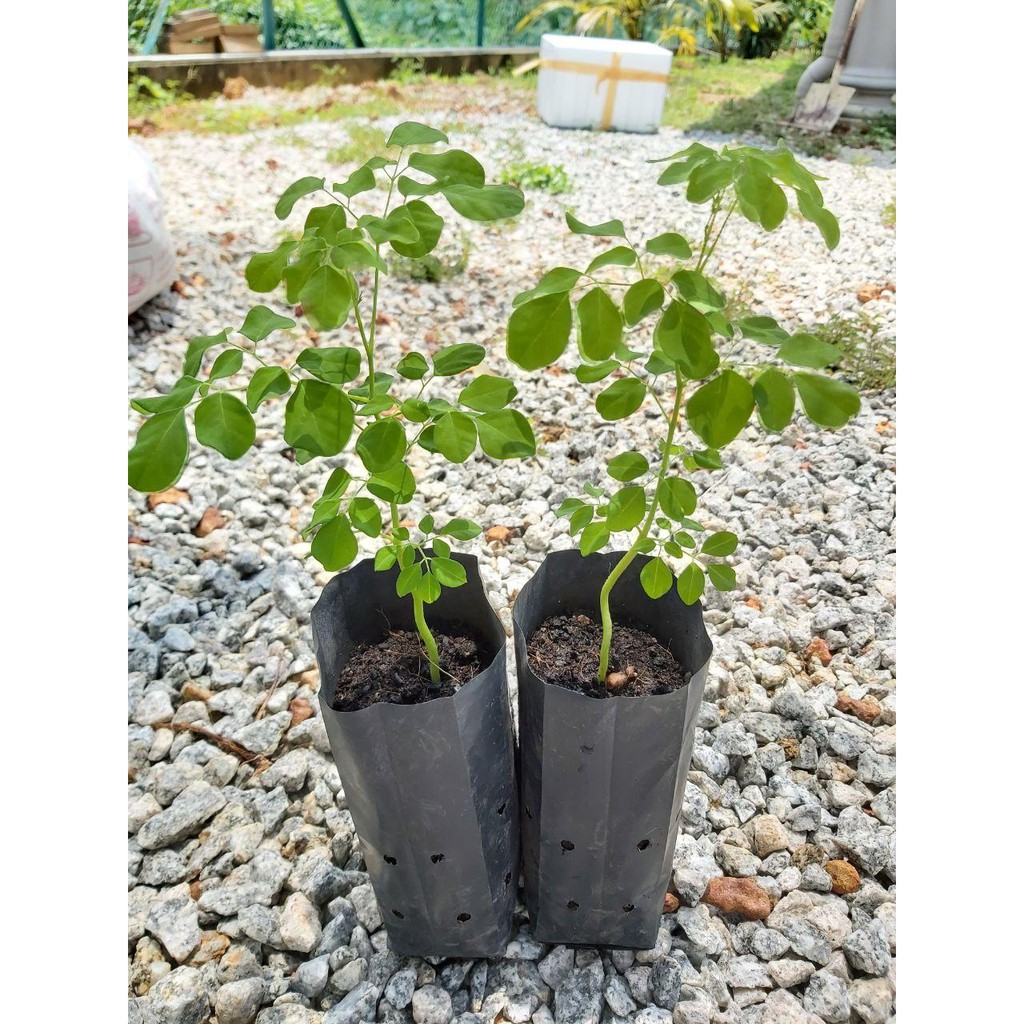 Anak Pokok Moringa/Kelor Berkualiti Tinggi | Shopee Malaysia
