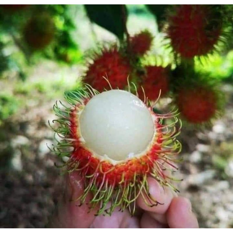 Pokok Rambutan Anak Sekolah Kahwin | Shopee Malaysia