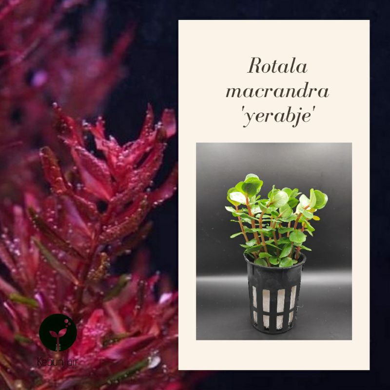 🔥🔥Buy 5 free 1🔥🔥 AQUATIC PLANT/AKUATIK/POKOK AIR/POKOK AKUARIUM ...