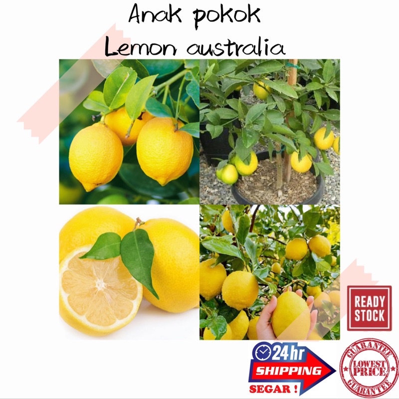 (GG real plant) anak pokok Lemon australia ^ hybrid with thirn cepat ...