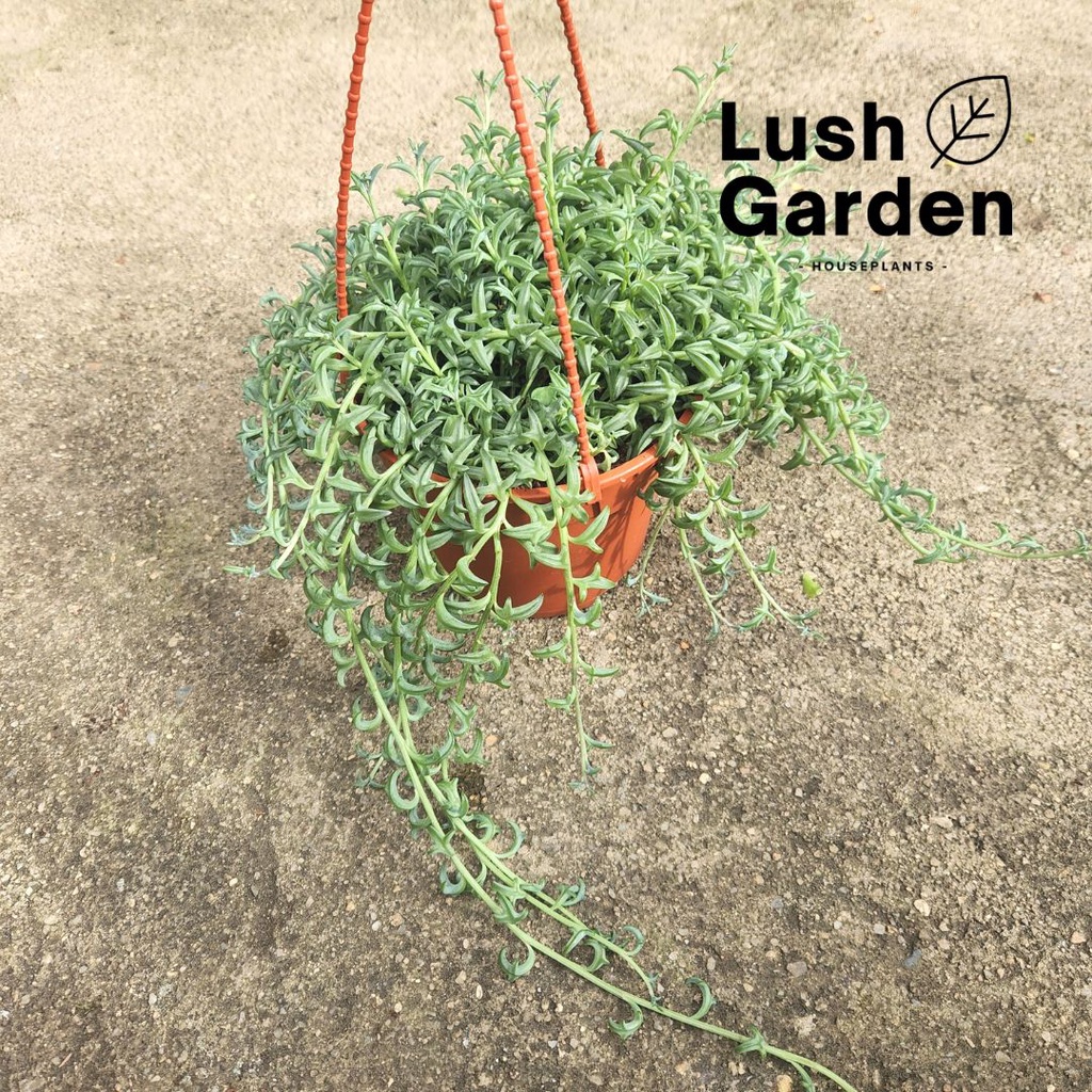 String of Dolphins/ Senecio peregrinus 海豚玄月 120mm Pot Succulent Live ...