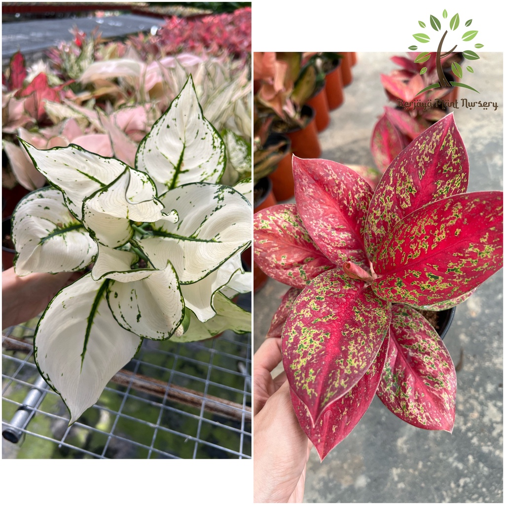Berjaya Plant Nursery - Aglaonema Rare(Pokok Bunga Hidup/Pokok Hiasan ...