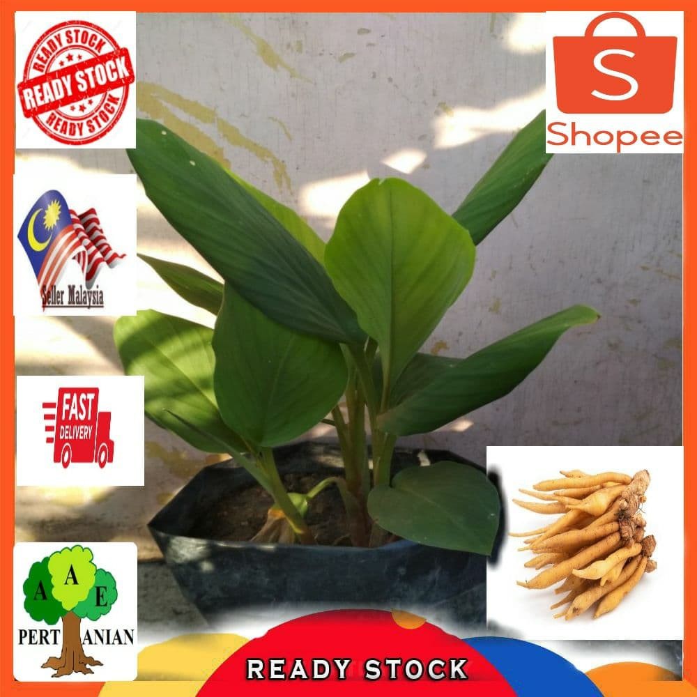 Pokok Temu Kunci Herba Didalam Polybag | Shopee Malaysia