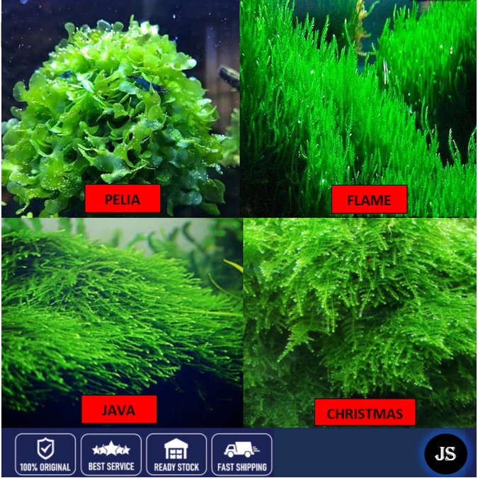 🔥Buy 3 Free 1 Premium Java Moss🔥Christmas Moss ( Pokok hidup aquarium/Moss/ aquarium plant ...
