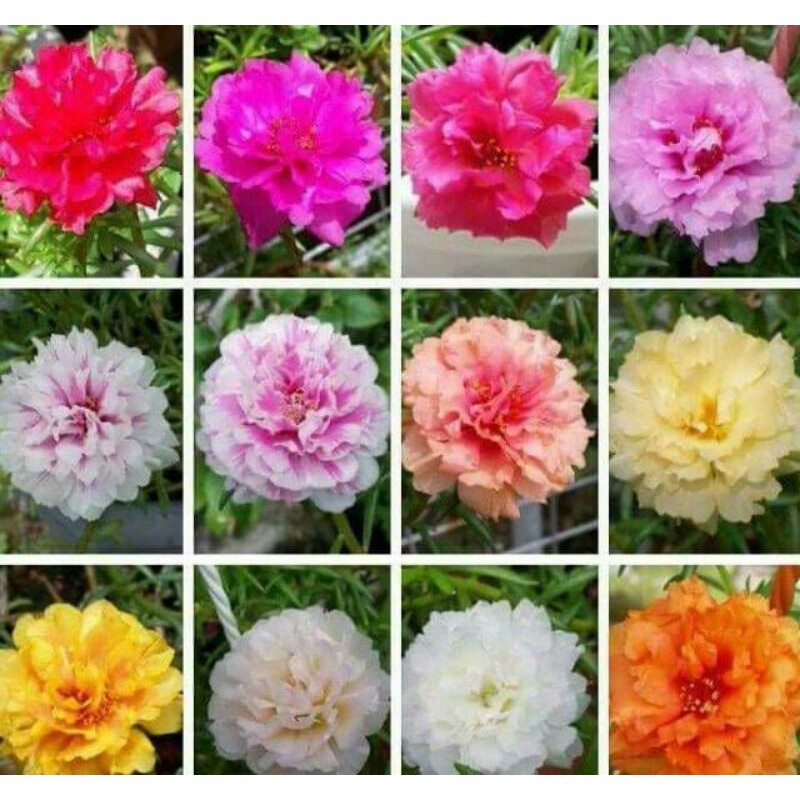 🔥100+TYPES MIX COLOUR🔥 60PCS Japanese Rose Moss Rose Flower seed / 60 ...