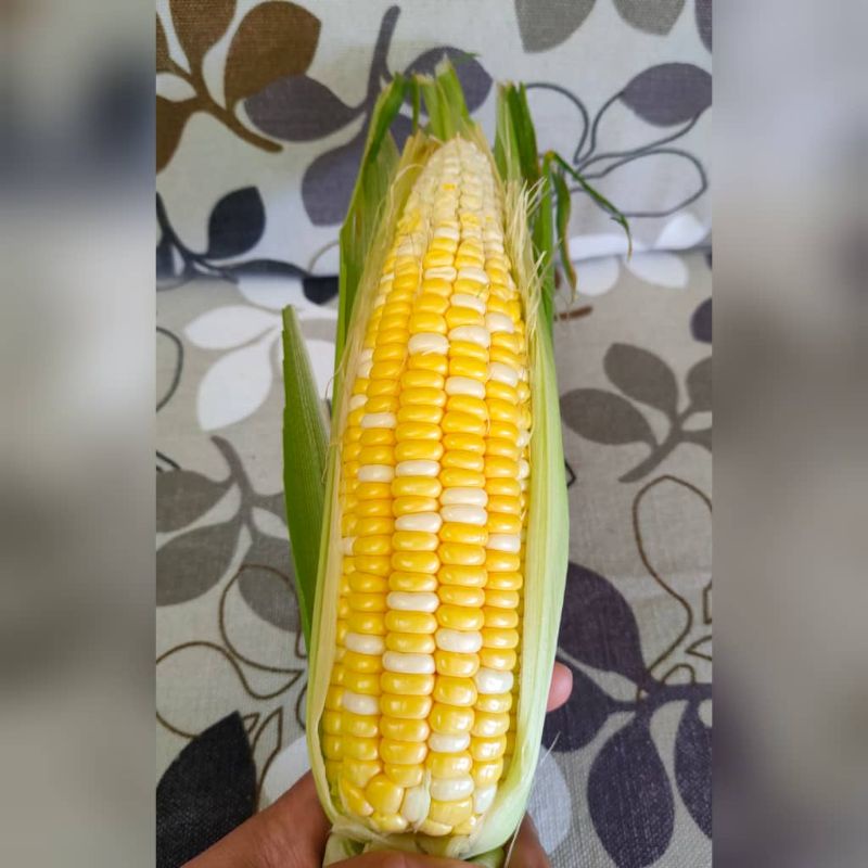 JAGUNG MUTIARA GRED B 5tongkol/8tongkol/10tongkol | Shopee Malaysia