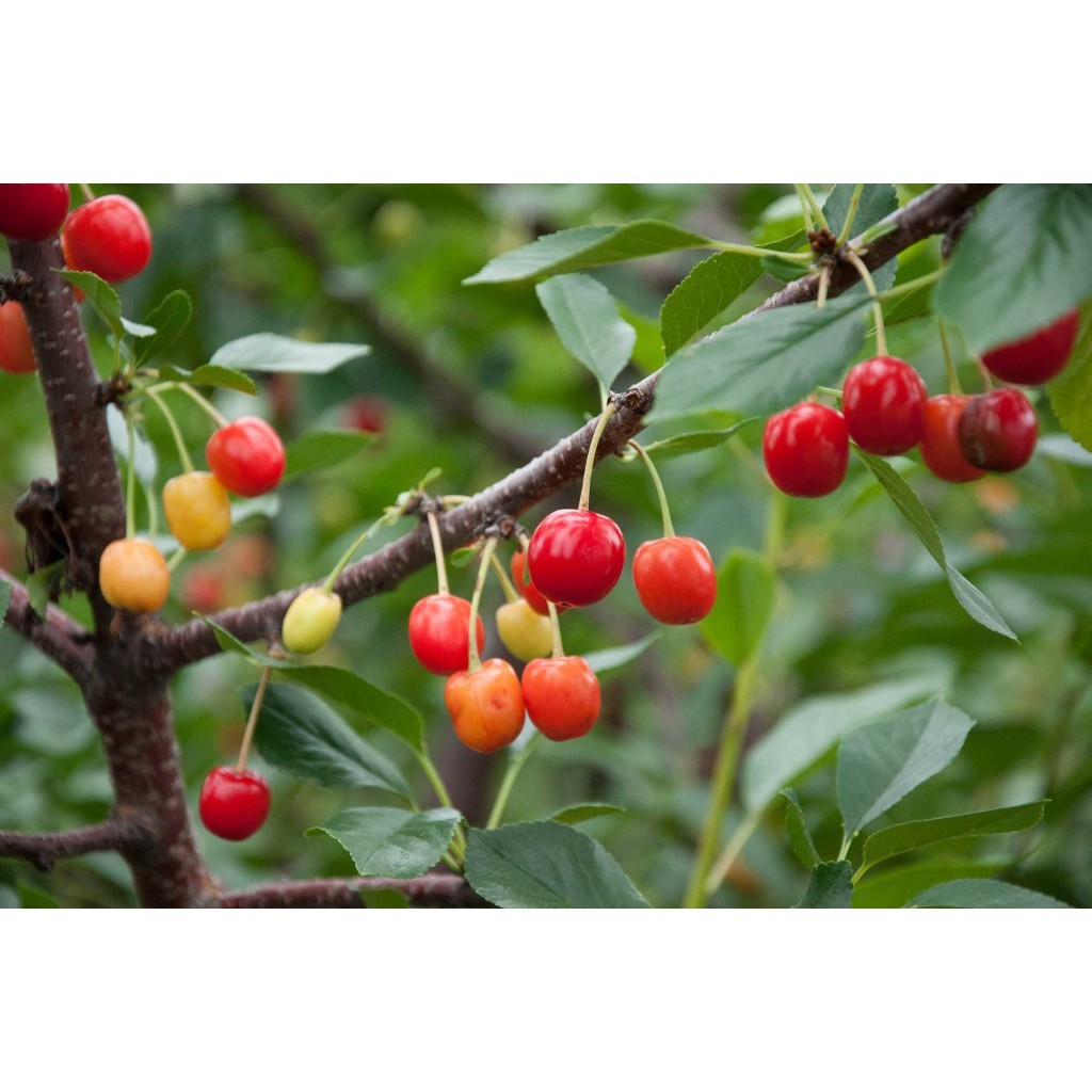Cherry Thailand pokok ceri | Shopee Malaysia