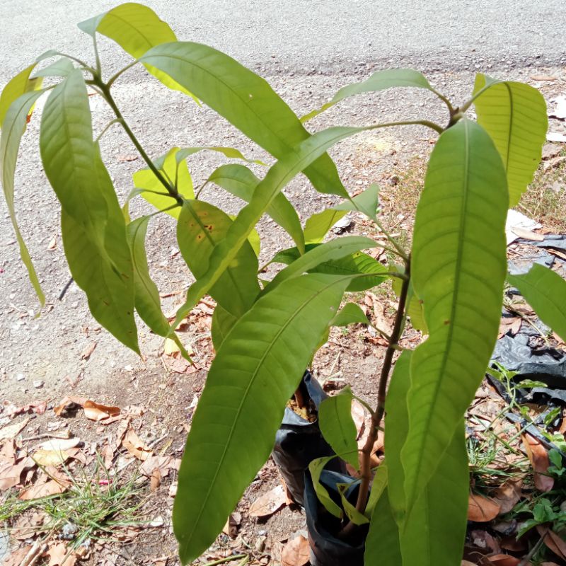 Pokok Mangga Lemak dan Pokok Mangga Mas Hitam Pos Semenanjung sahaja ...