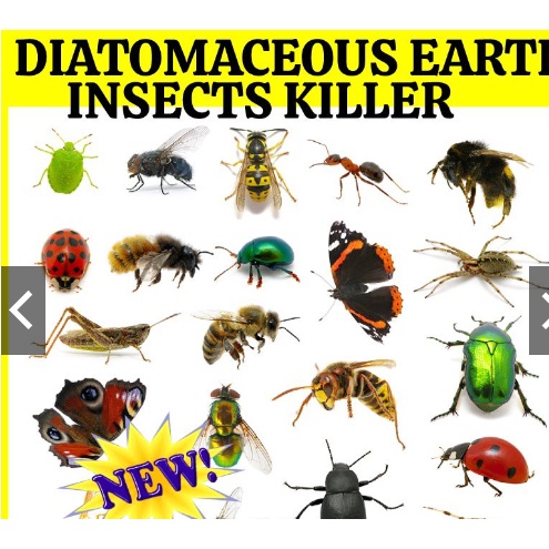 Diatomaceous Earth DE /250gram/500gram/1kg / Diatomite Powder for Pest ...