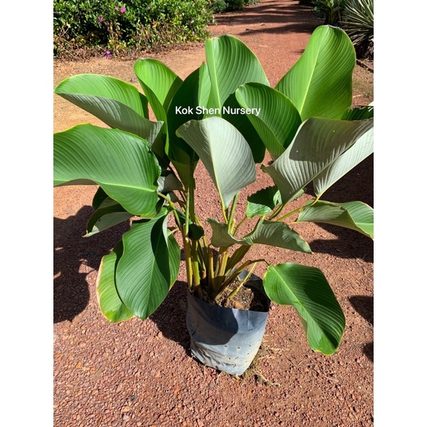 Calathea Lutea/Satu Payment Satu Pokok/Pokok Ping Pong/Size Bag 14x14 ...