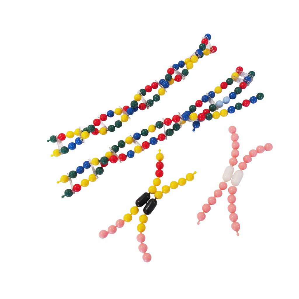 Genetic Teaching Set (Genetic Model Kit) | Shopee Malaysia
