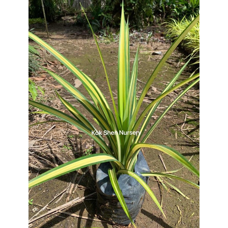 Pandanus Baptistii Aureus Variegated（Pandan Thailand）Pandan Kuning ...