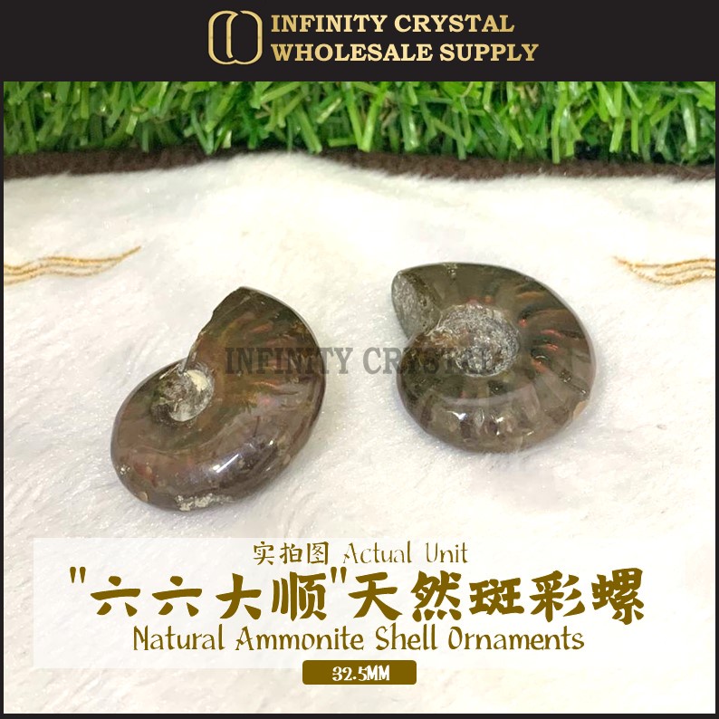 Natural Ammonite Shell / Feng Shui Ornaments | "六六大顺" 天然斑彩螺 六六大顺螺 风水摆件 ...