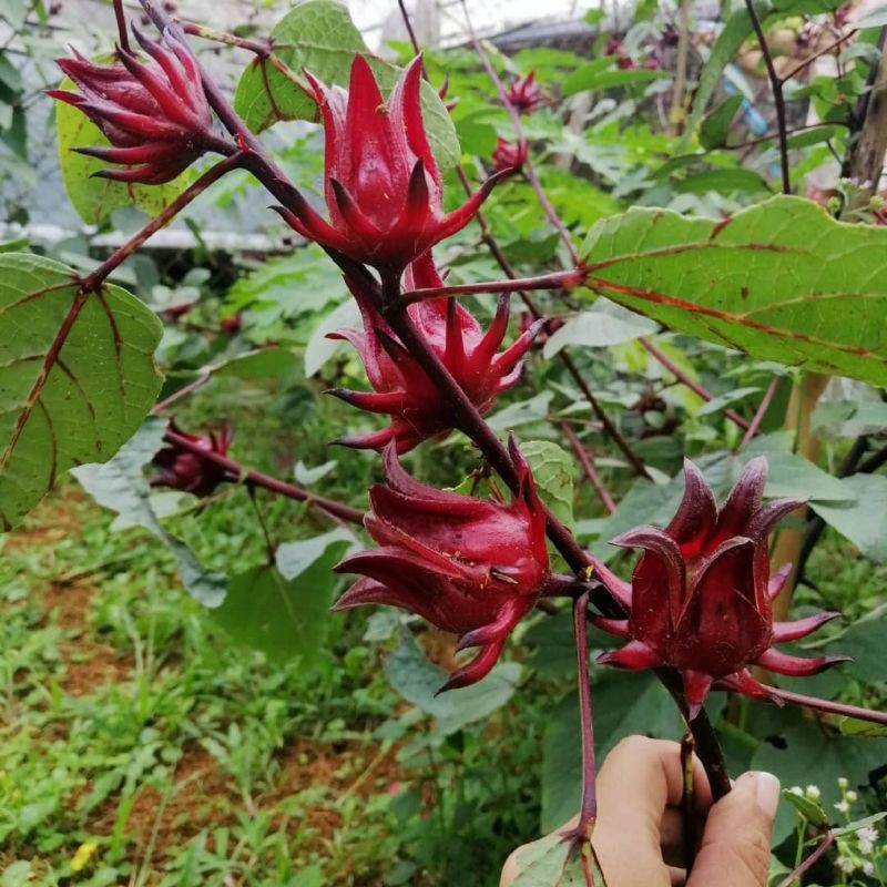 35pcs Seeds Roselle Hibiscus Flower 🌹洛神花红宝石种子 Biji Benih Bunga Roselle ...