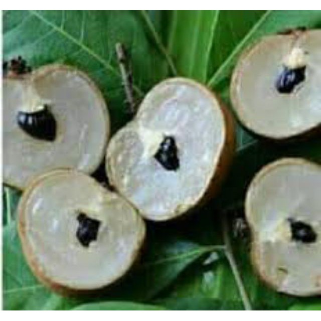 Anak Pokok Longan Lada Hitam Hybrid | Shopee Malaysia