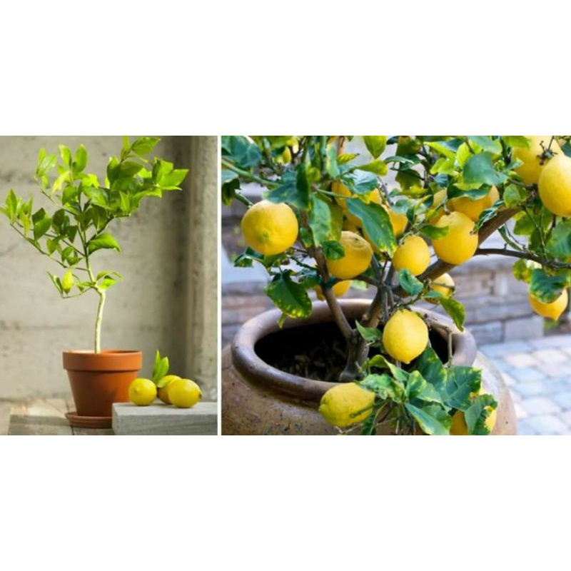 Pokok Lemon Hybrid berbuah di pasu | Shopee Malaysia