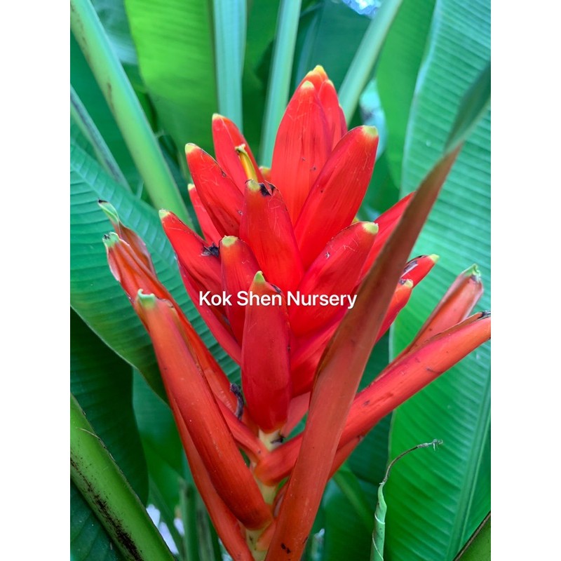 Scarlet Banana Musa红蕉（Jual Batang Benih）Musa Coccinea Pokok Pisang ...