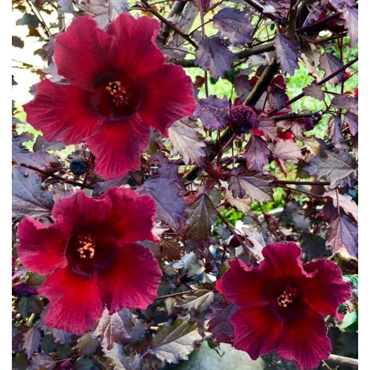 Part 4/6 : Pokok Bunga Raya Hibiscus Rose Of Sharon Lavender Chiffon ...