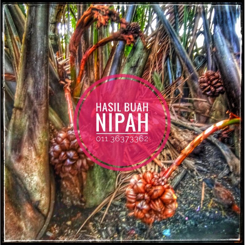 Madu (misan) Nipah / Cuka Nipah / Air Nipah Frozen Dari Ladang Nipah ...