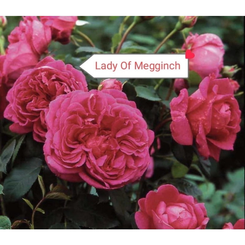 Ros ID Lady of Megginch English Rose (grafted) | Shopee Malaysia