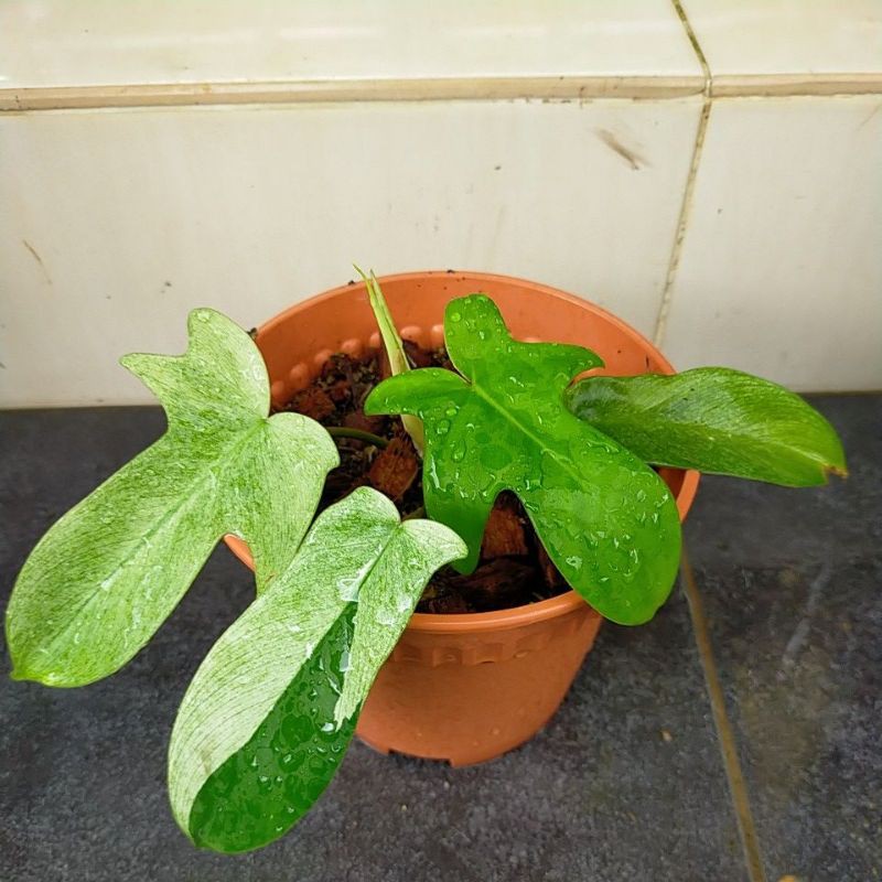 Philodendron Florida Ghost Mint Collection Plant | Shopee Malaysia