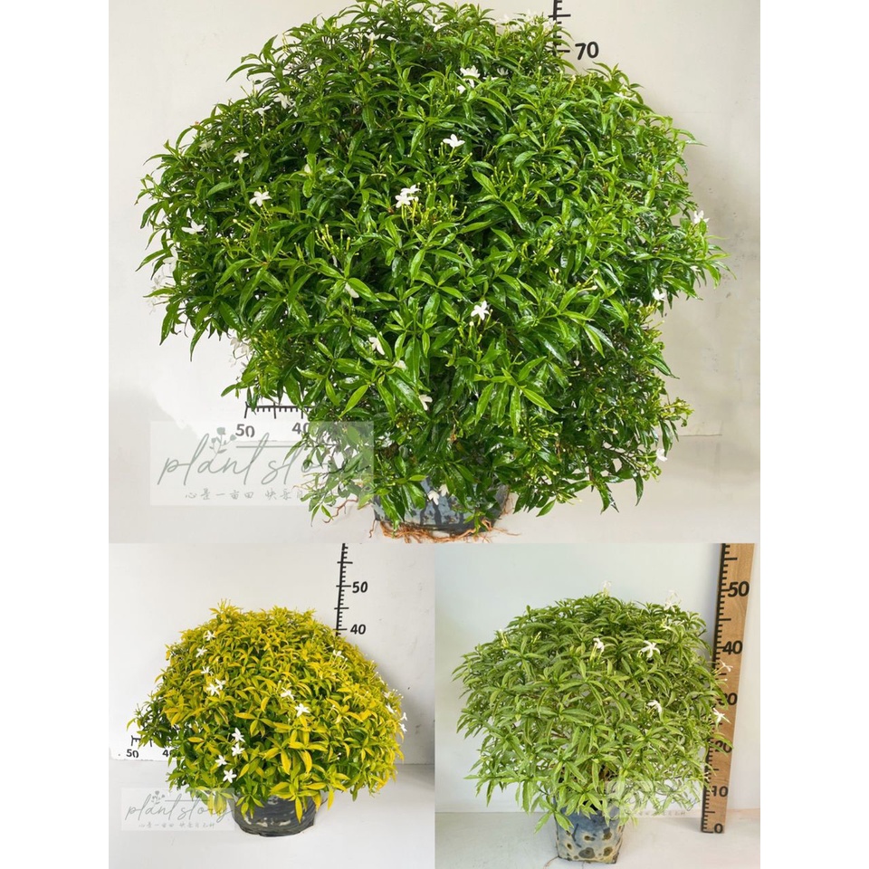 🌱Apocynaceae🌱 狗牙花 🌱 pokok Jasmine🌱pokok Jeliti 🌱Ervatamia 🌱Jasmine ...