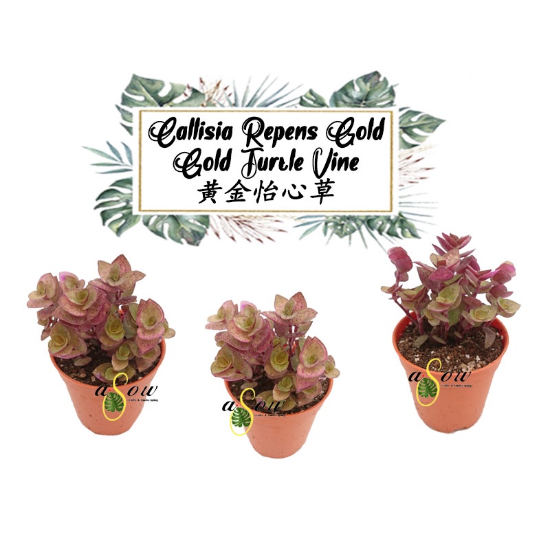 [LIVE PLANT] 5cm Pot Callisia Repens Gold - Gold Turtle Vine 黄金怡心草 ...