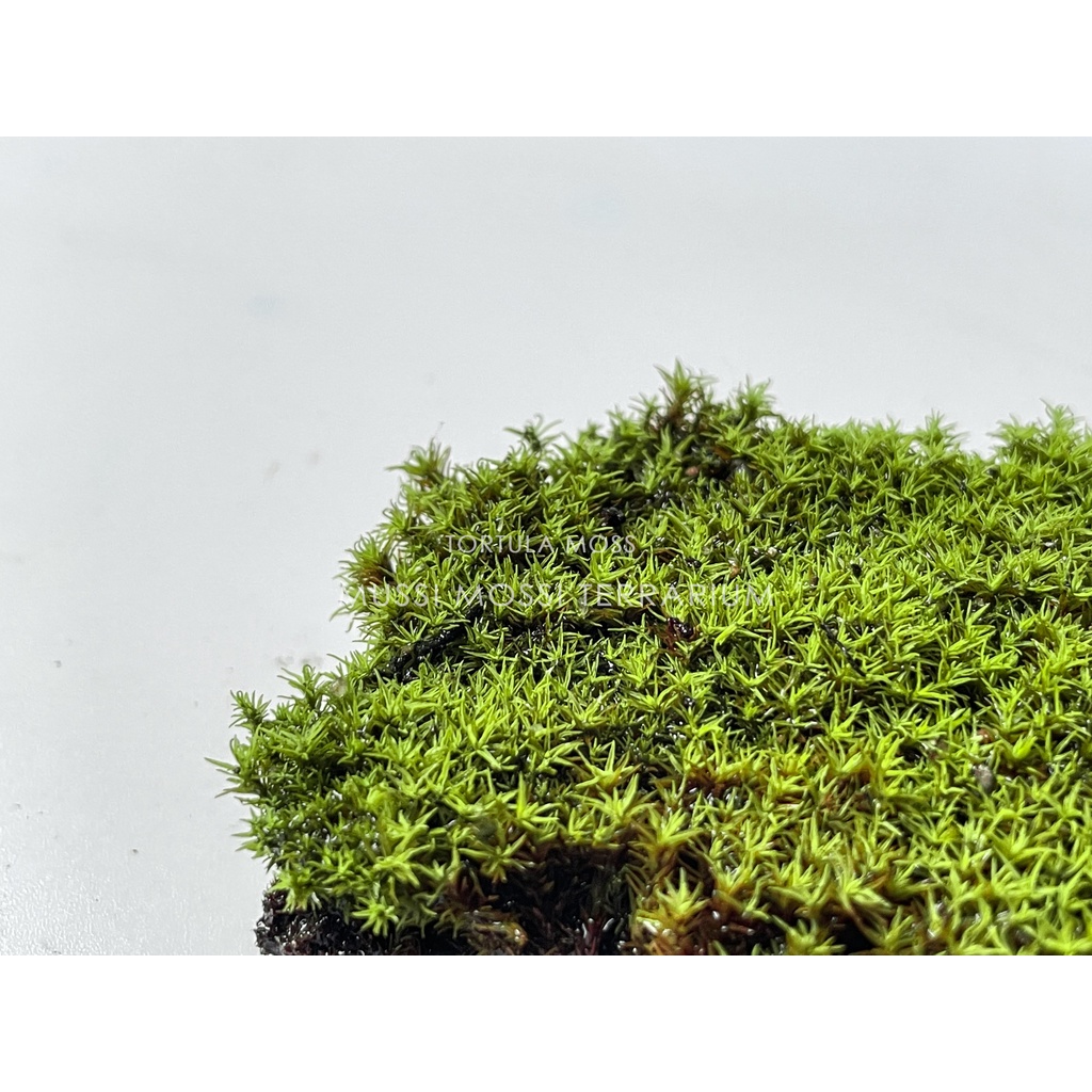 LUMUT HIDUP SPECIAL /RARE MOSS/SPECIAL MOSS SAMPLE KIT FOR BEGINNERS ...