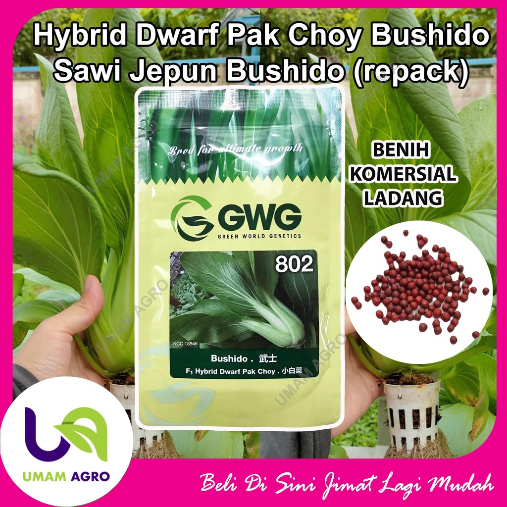 Benih Sawi Pakchoy Bushido F1 Hybrid Dwarf Pak Choy (repack 小白菜 Sawi ...