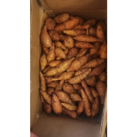 Jagung Ubi set Cameron Highlands | Shopee Malaysia