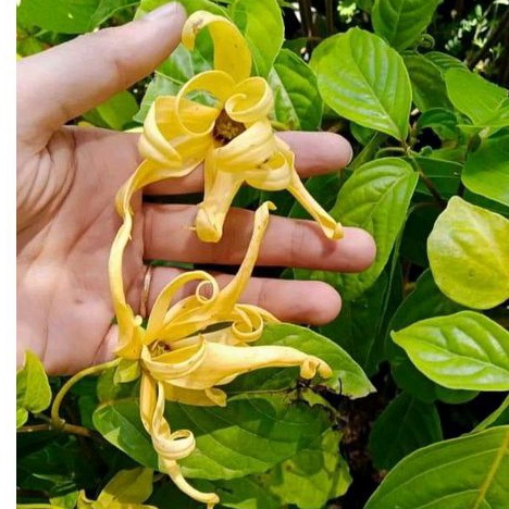pokok bunga Kenanga/ pokok hybrid cepat berbunga /pokok rendah | Shopee ...
