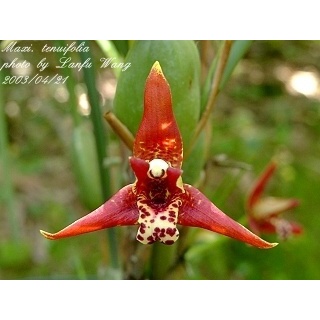 Maxillaria tenuifolia saiz pasu 2 inch | Shopee Malaysia