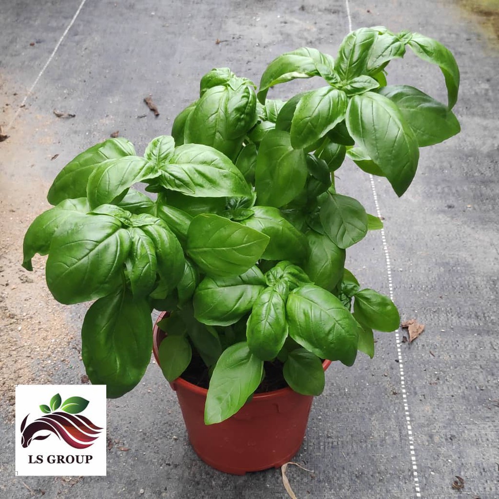 [Herbs] Sweet Basil Plant, Pokok Herba, 甜罗勒 by LS Group | Shopee Malaysia