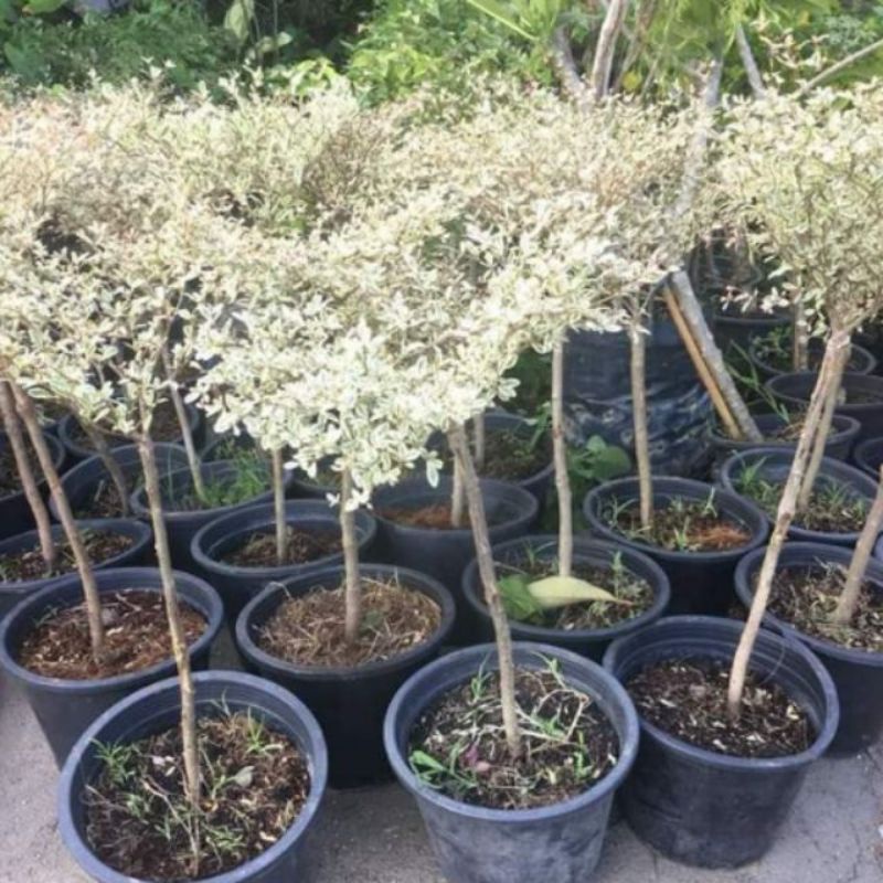 Bucida batik cantik/Anak Pokok | Shopee Malaysia