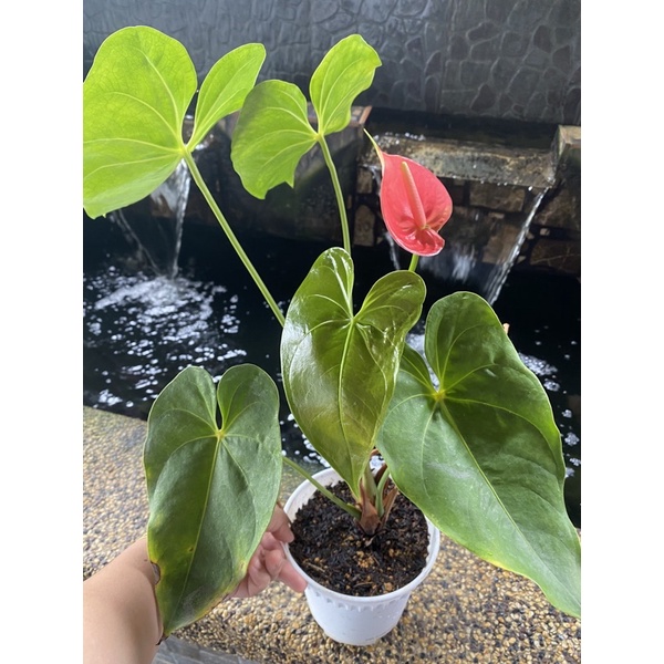 Anak Pokok Bunga Anthurium Merah Jambu Dah Berbunga Pink Anthurium Live ...