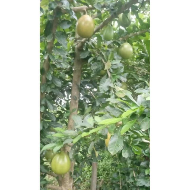 🌿ANAK POKOK LABU KAYU - ANAK Pokok Besar | Shopee Malaysia