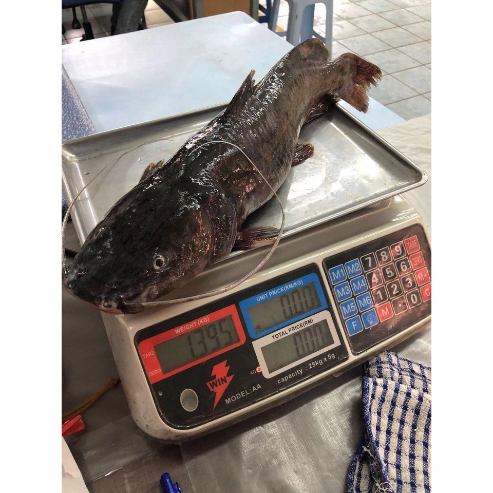 CATFISH RED TAIL / 白须公鱼 / PAK SOU GONG / IKAN BAUNG MERAH 1.3kg ...