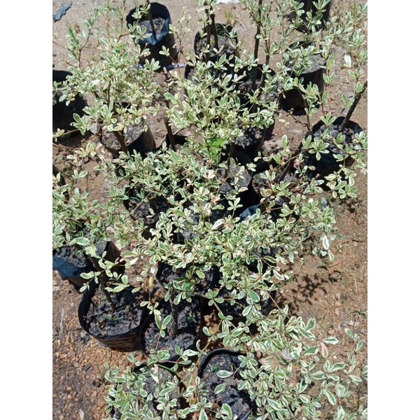 Pokok Bucida Batik / Pokok Doa | Shopee Malaysia