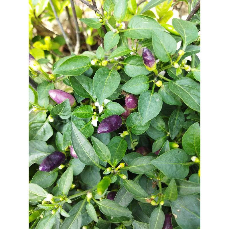 STOK RARE LADA PURPLE 2 IN 1 SEDANG BERBUAH(MIX PURPLE GELAP DAN HIJAU ...