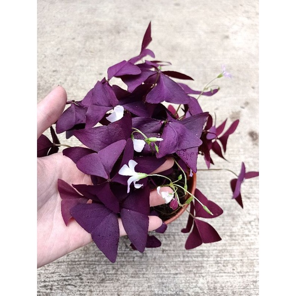 [Paling Horticulture Sdn Bhd] Oxalis Triangularis | Pokok Rama-Rama ...