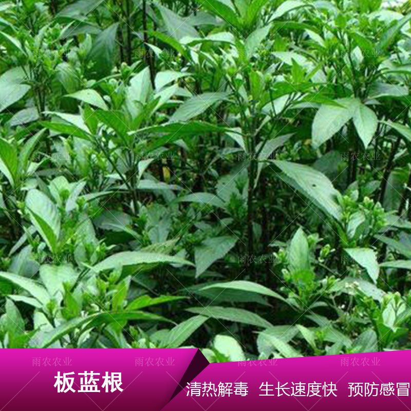 Benih Indigowoad root (50 Seeds)/ 大青叶/板蓝根种子/Radix isatidis radix ...