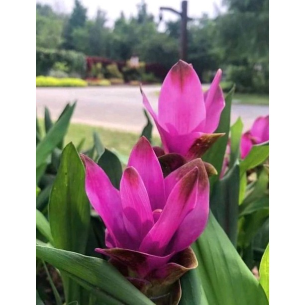 Anak Pokok Bunga Tulip | Shopee Malaysia