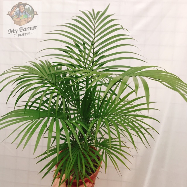 🌿Jawa Palm🌿Indoor Plant 🌴Ready Stock 🚚🚚 palm | Shopee Malaysia